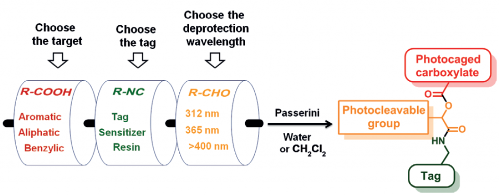 Photocaging of Carboxylic Acids: A Modular Approach | Chem-Station Int. Ed.